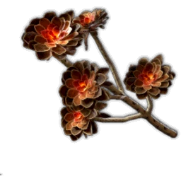 Pax Dei Item: Aeonium